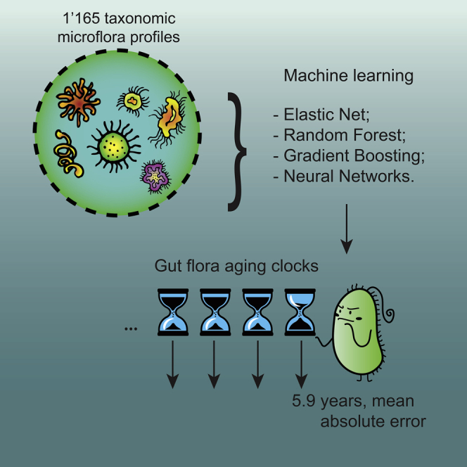 Ai Powered Microbiome Insights Revolutionary Aging Clock And Decoding